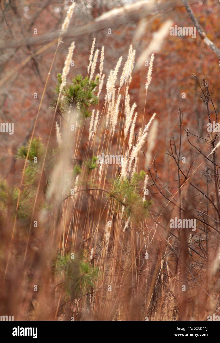 Silver beardgrass hi-res stock photography and images - Alamy