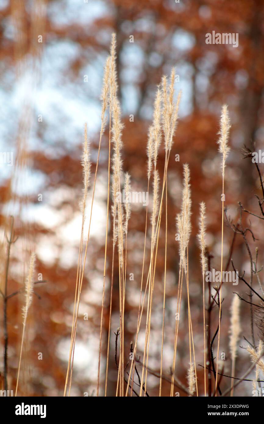 Silver beardgrass hi-res stock photography and images - Alamy