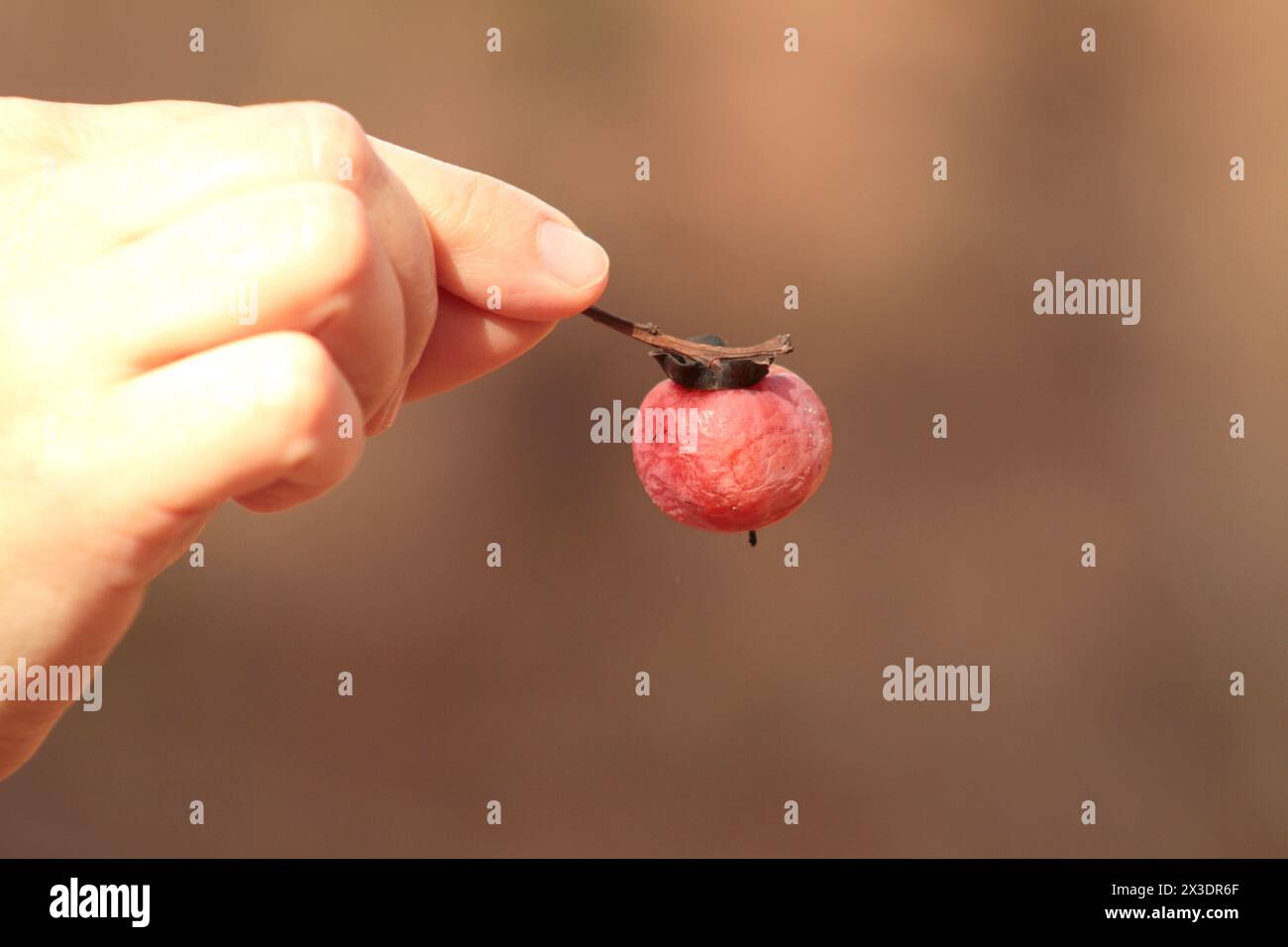Tiny orange fruit hi-res stock photography and images - Alamy