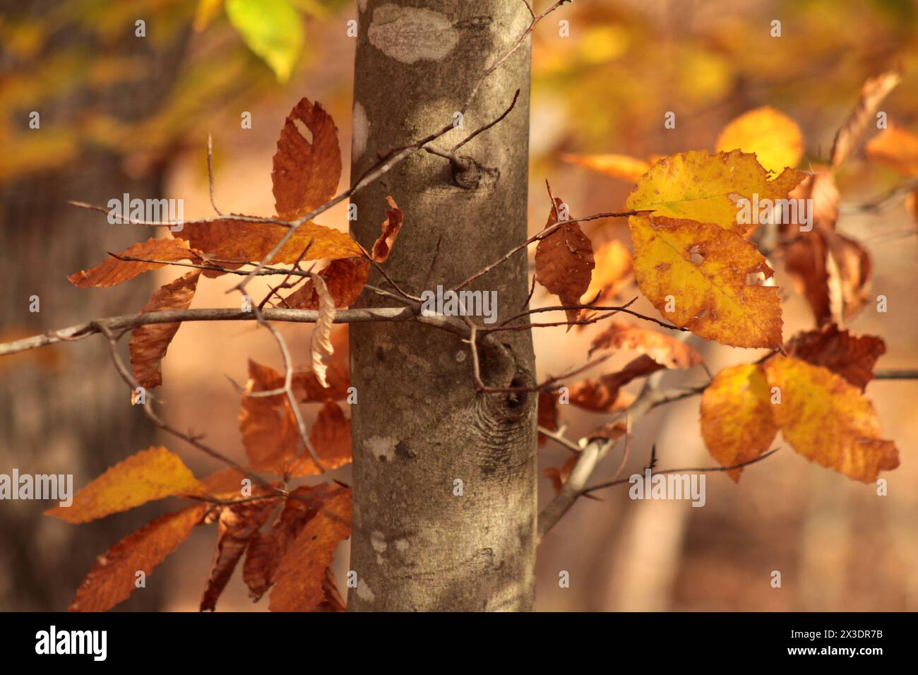 Virginia, U.S.A. Leaves of an American beech tree changing colors in ...