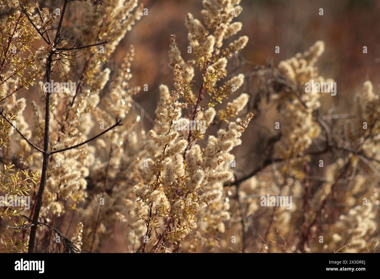 Goldenrod plants hi-res stock photography and images - Alamy