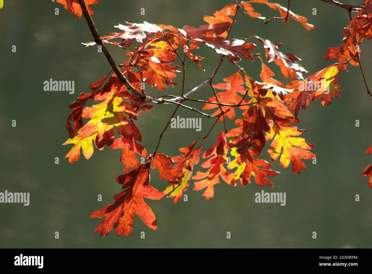 Virginia, U.S.A. Close-up of the leaves of an oak tree changing colors ...