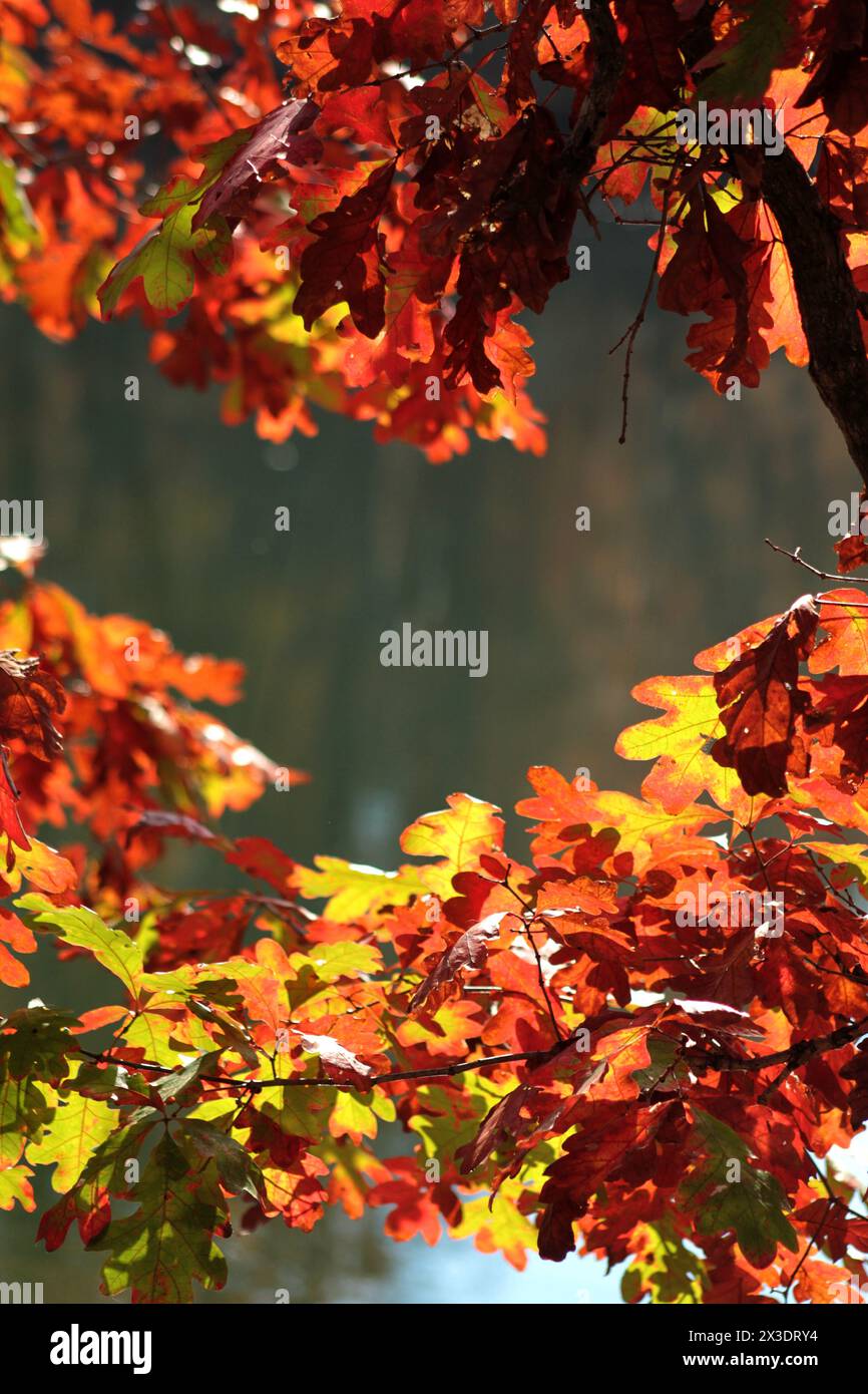 Virginia, U.S.A. Close-up of the leaves of an oak tree changing colors ...
