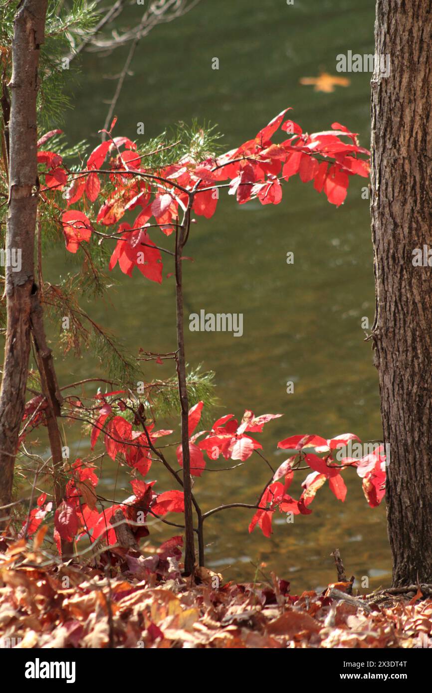 Virginia, U.S.A. Young deciduous tree by a lake changing colors in ...