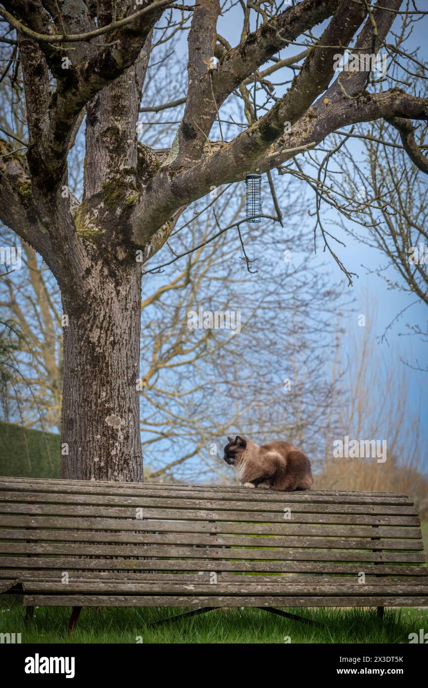 View of a brown Siamese cat sitting on a bench, under a leafless walnut ...