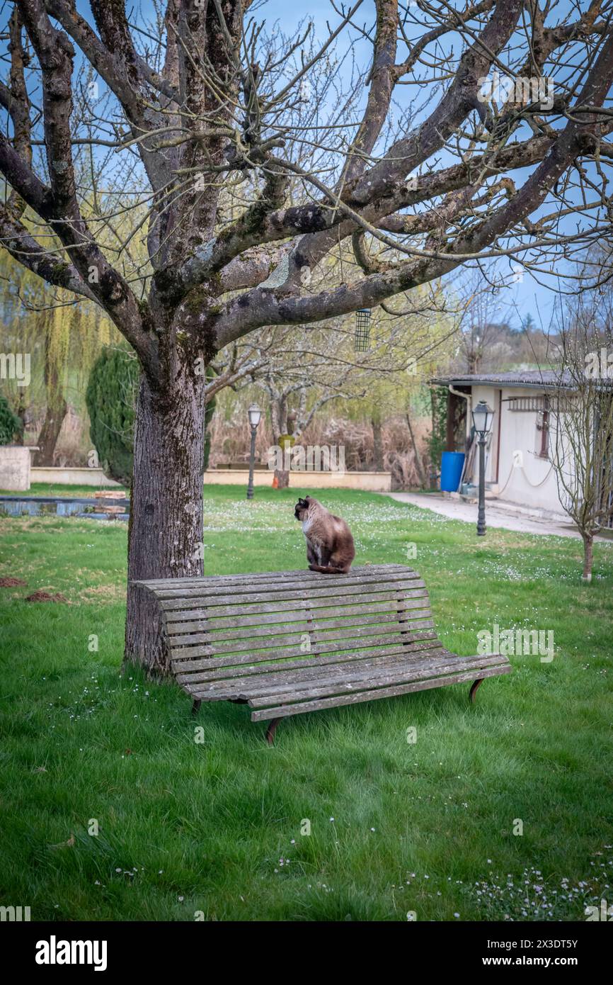 View of a brown Siamese cat sitting on a bench, under a leafless walnut ...