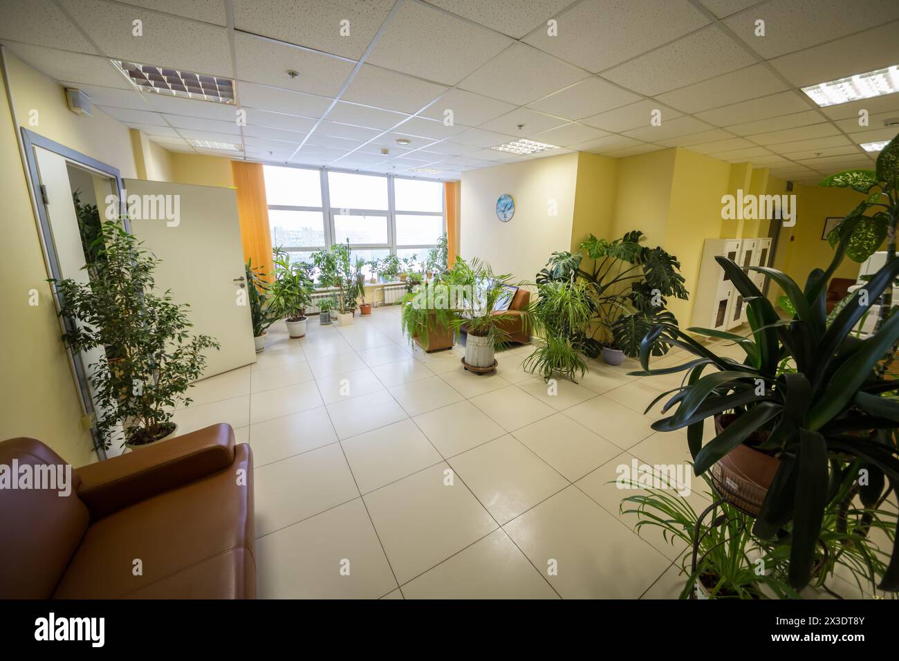Light hall with many plants in pots and big window Stock Photo - Alamy