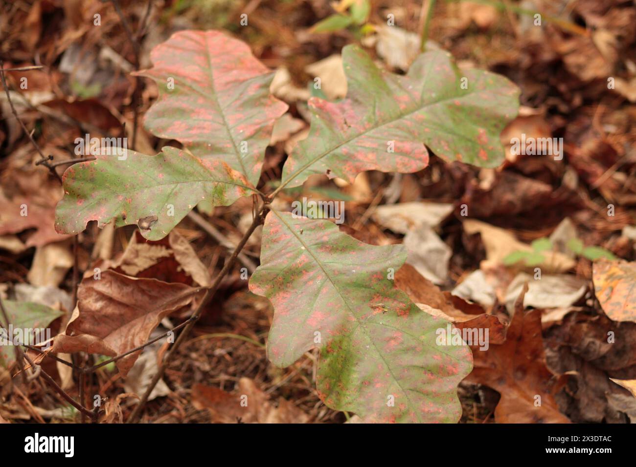 Oak tree sapling hi-res stock photography and images - Alamy