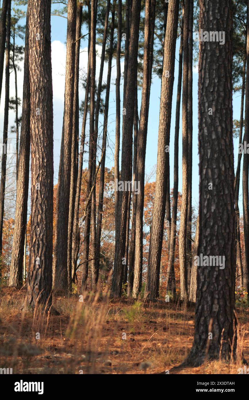 Inside a pine tree forest in Virginia, U.S.A Stock Photo - Alamy