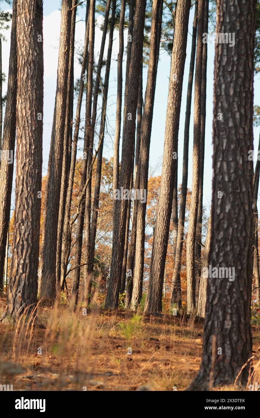 Inside a pine tree forest in Virginia, U.S.A Stock Photo - Alamy