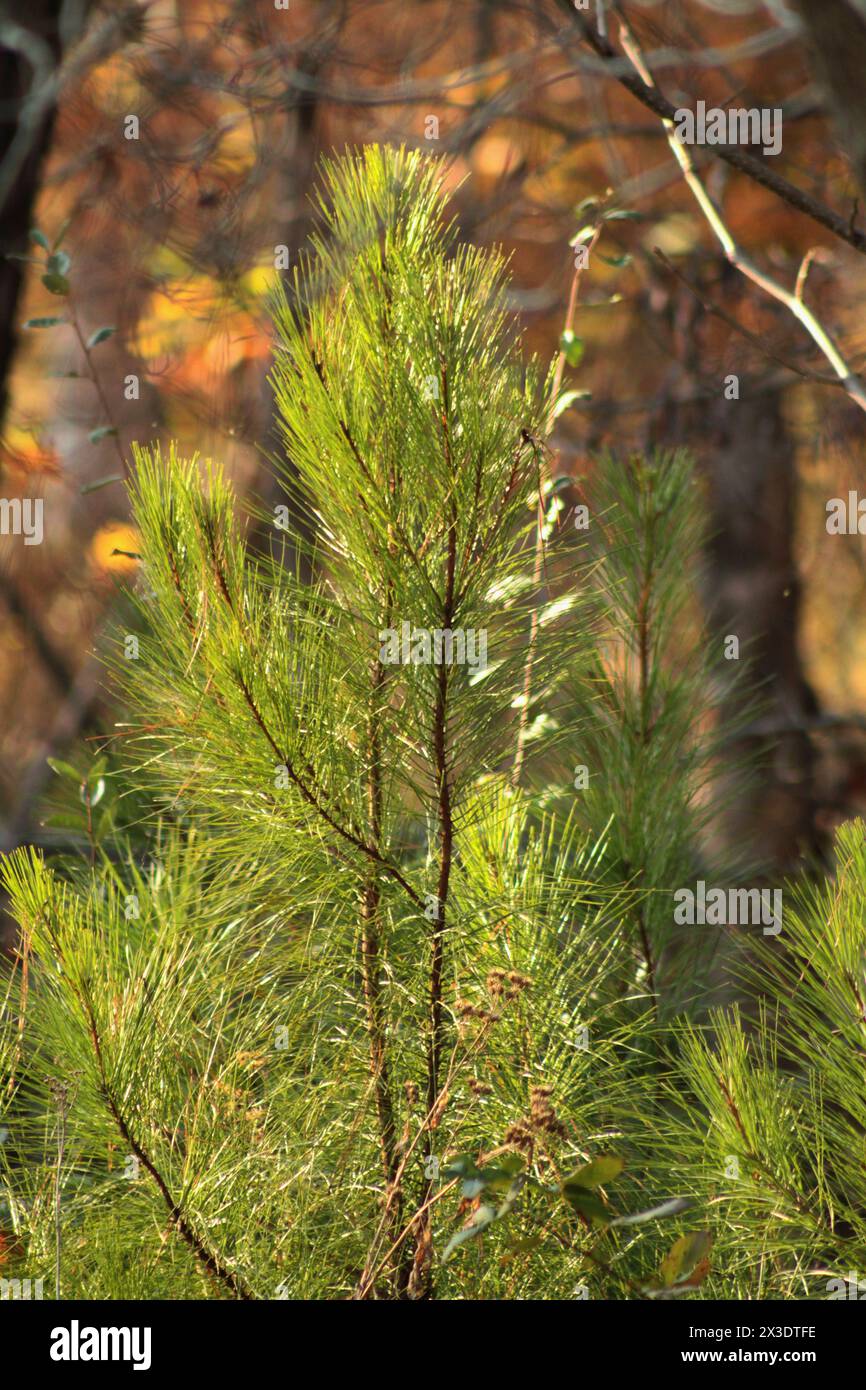 Virginia pine tree hi-res stock photography and images - Alamy