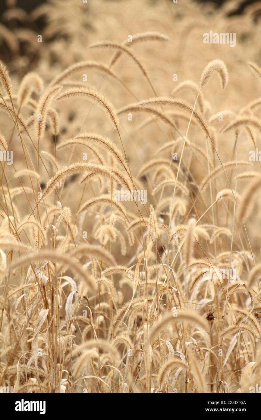 Dry habitat high grasses hi-res stock photography and images - Alamy