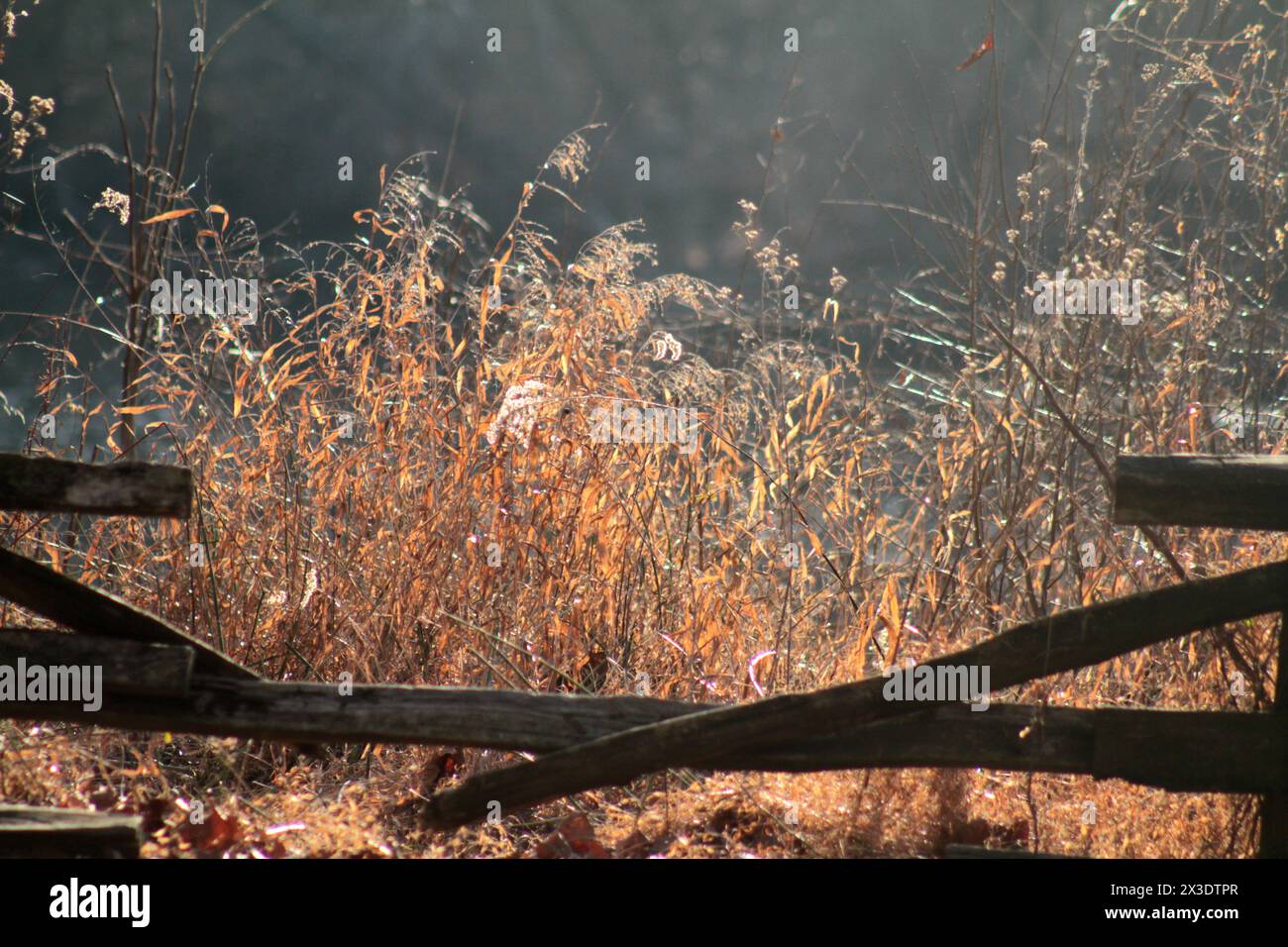 Virginia, U.S.A. Dry grasses in wintertime Stock Photo - Alamy