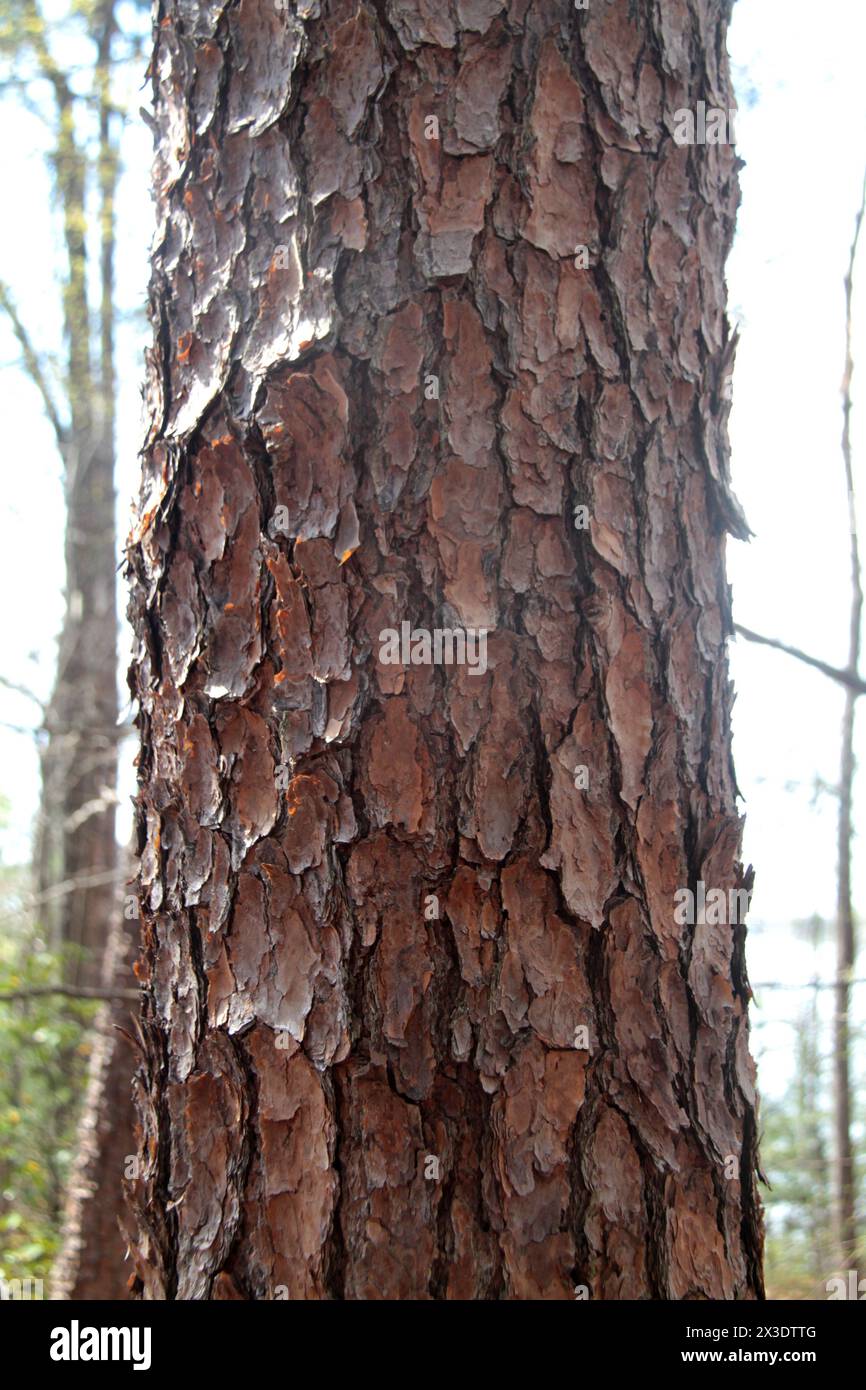 Virginia, U.S.A. Close-up of the bark of a pine tree in the woods Stock ...