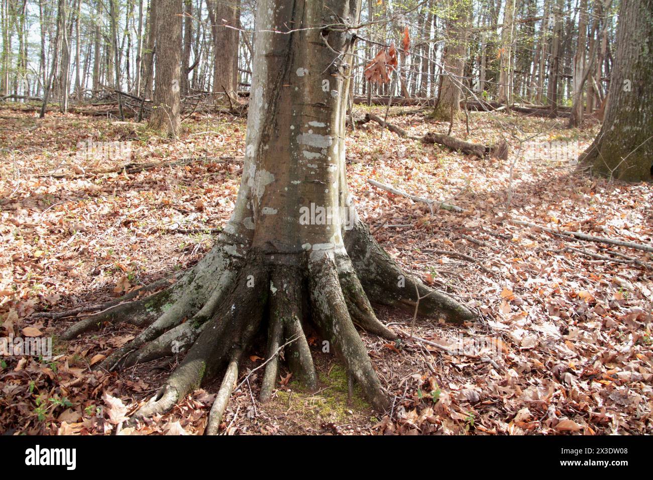 Virginia, U.S.A. Close-up of a tree flare in the woods Stock Photo - Alamy