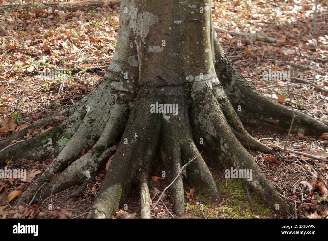 Tree line s hi-res stock photography and images - Alamy