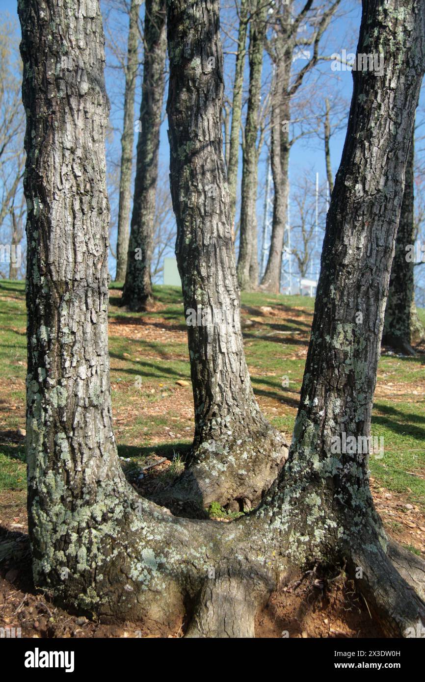 Virginia, USA. Three tree trunks stemmed from same base Stock Photo - Alamy