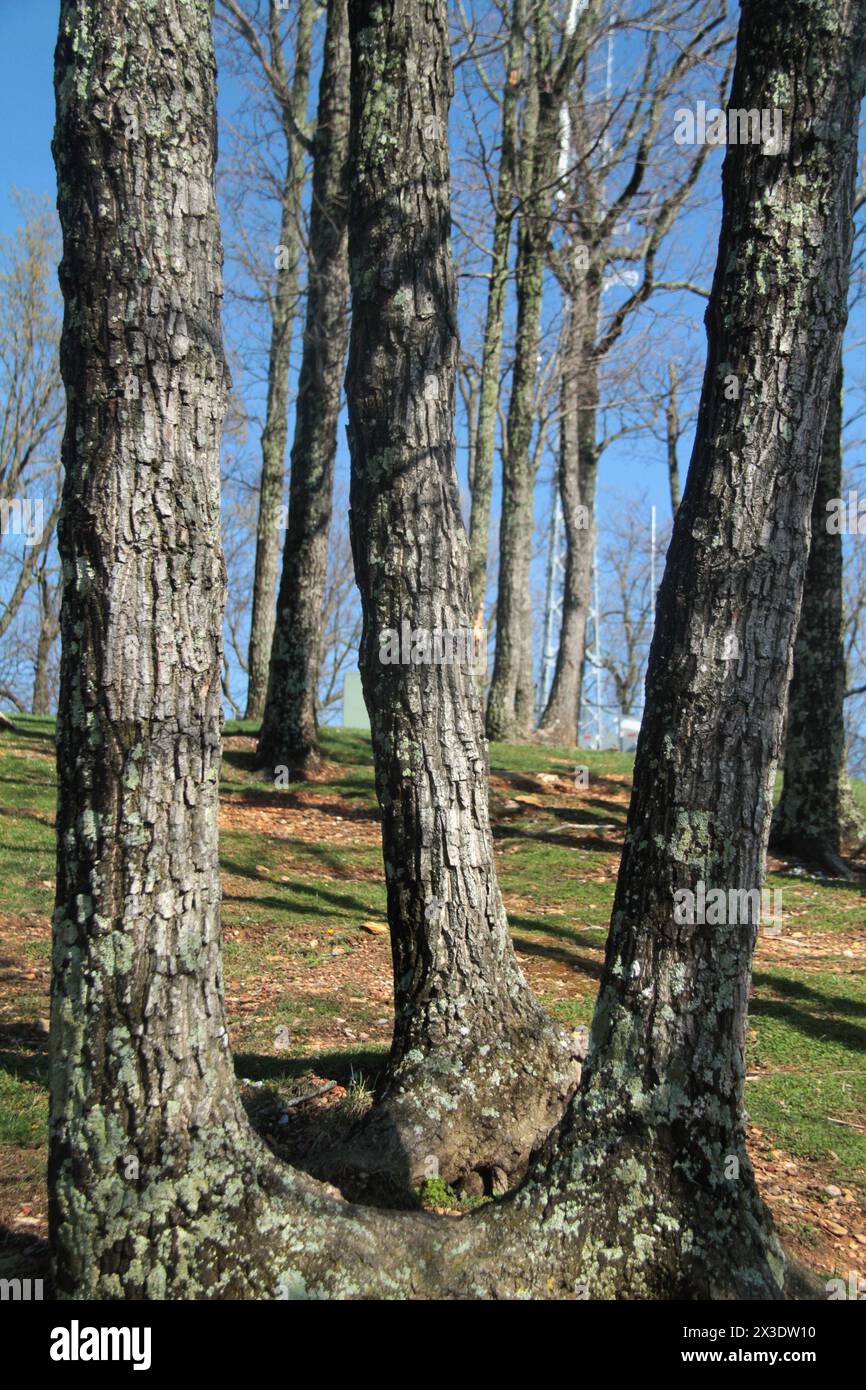 Virginia, USA. Three tree trunks stemmed from same base Stock Photo - Alamy