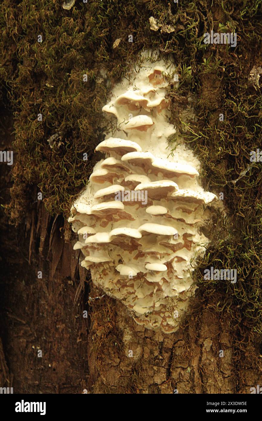 Virginia, U.S.A. Bracket fungi growing in a cluster on a tree trunk ...