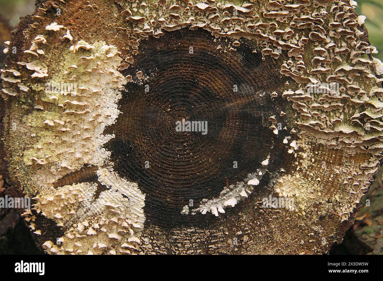 Virginia, U.S.A. Fungi growing on a cut tree Stock Photo - Alamy