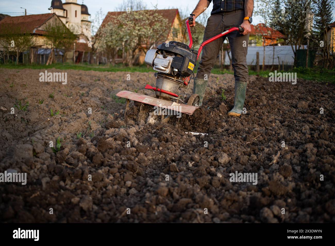 organic farming man ploughs the ground at sunset with a tiller ...