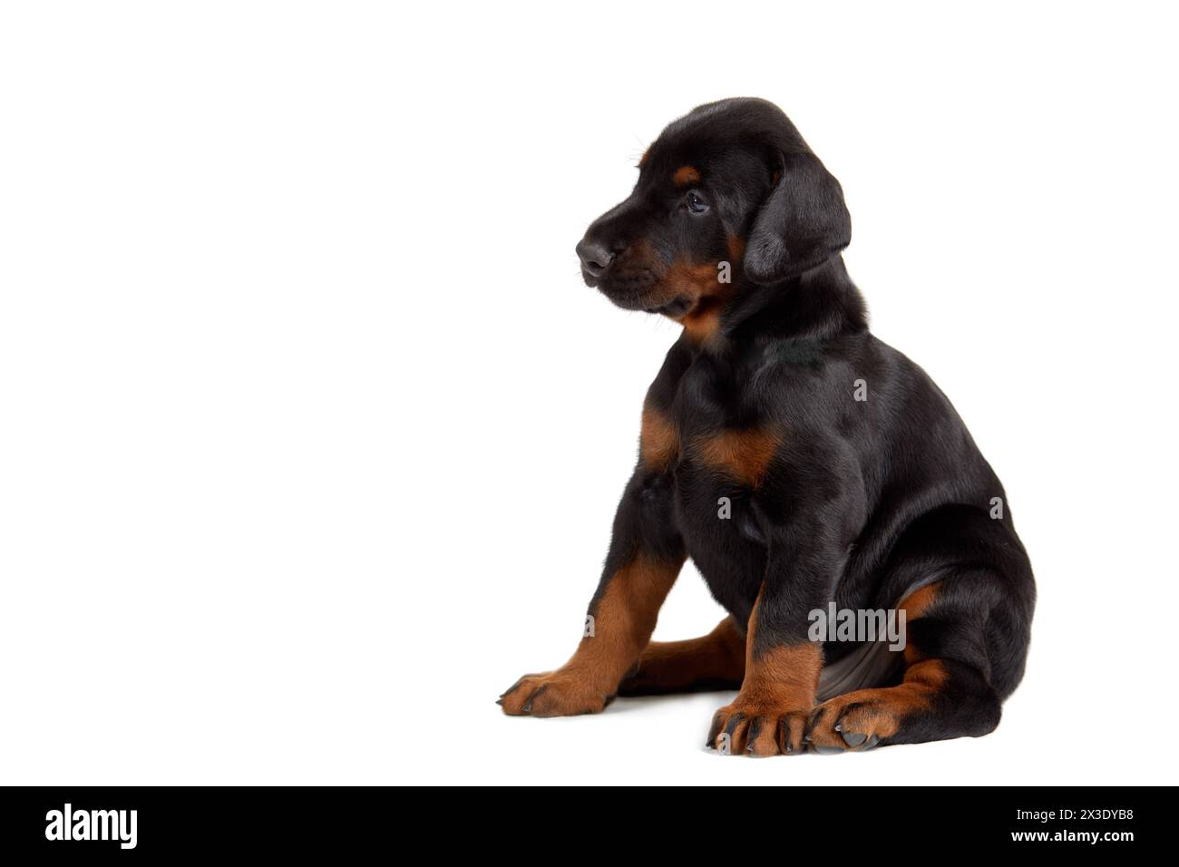 Doberman pinscher paw hi-res stock photography and images - Alamy