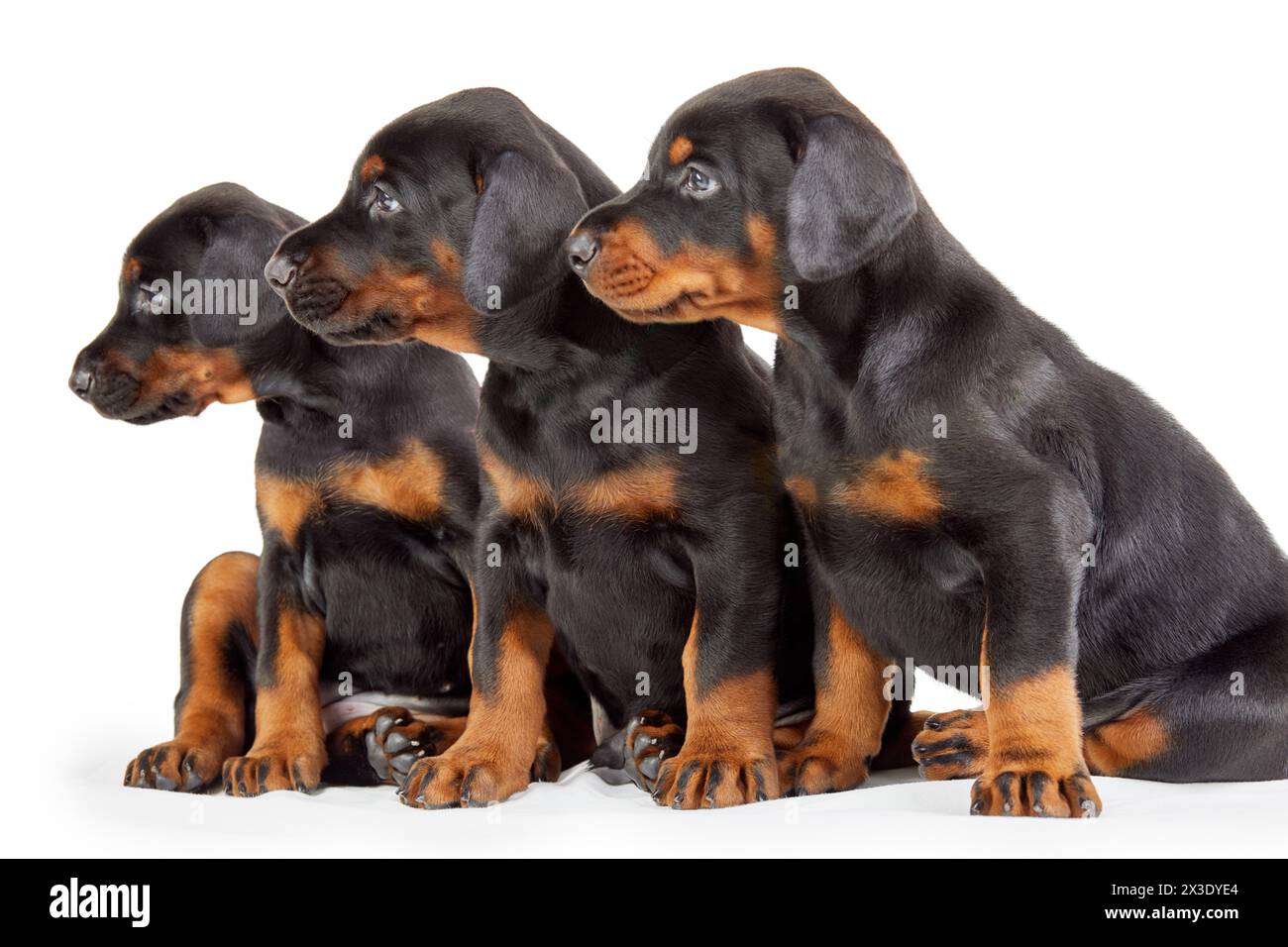 Three doberman puppies isolated on white Stock Photo - Alamy