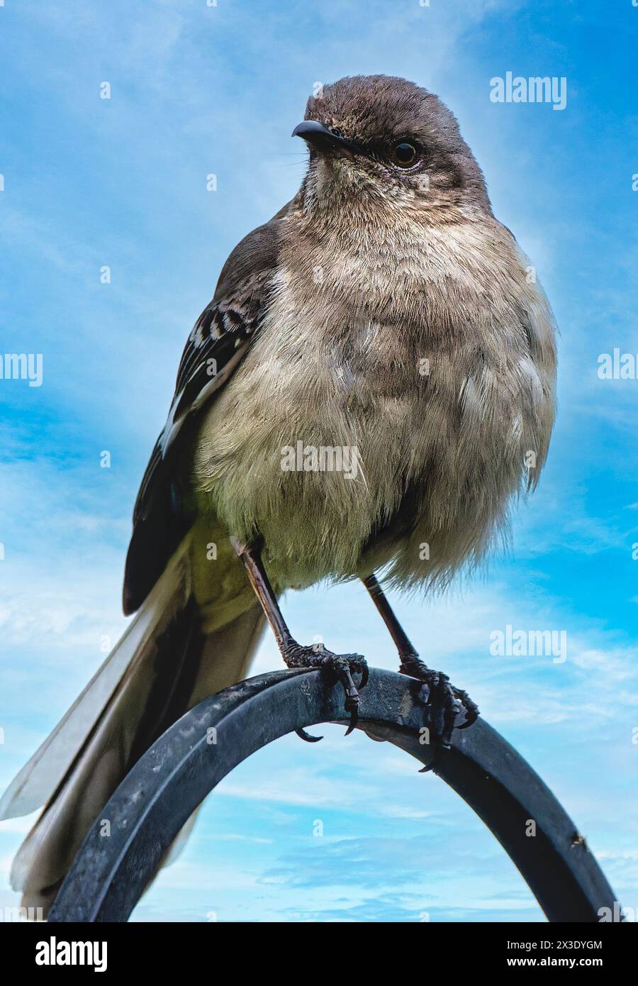 A Northern Mockingbird on a high perch Stock Photo - Alamy