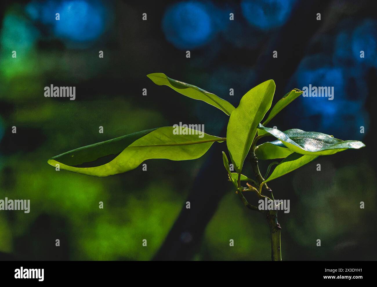 Wet plant leaves in a shady spot Stock Photo - Alamy