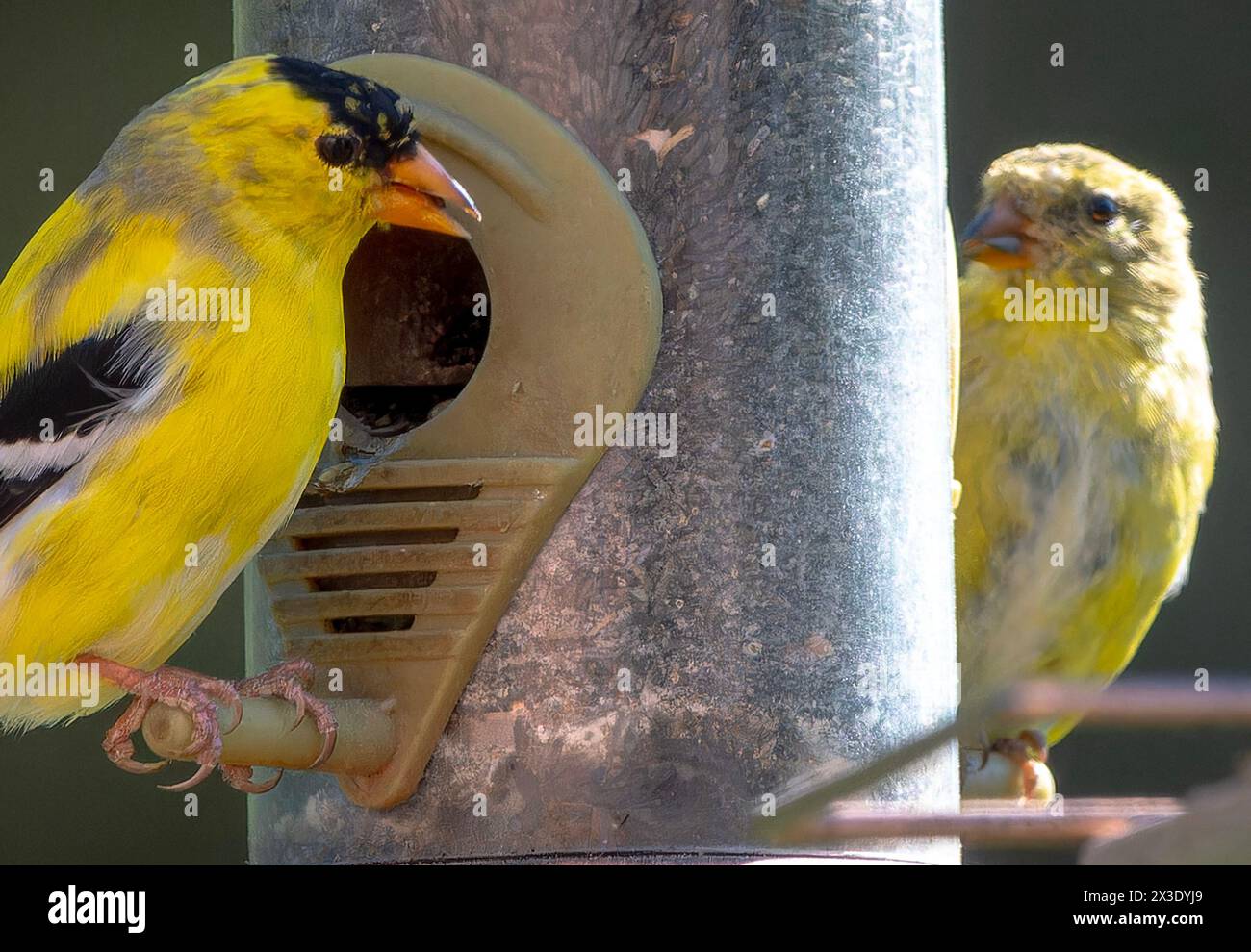 American Gold Finch on the backyard deck Stock Photo - Alamy