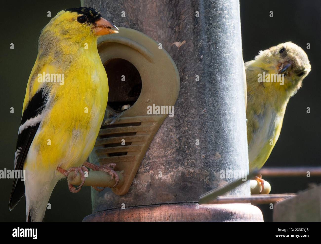 American gold finches hi-res stock photography and images - Alamy