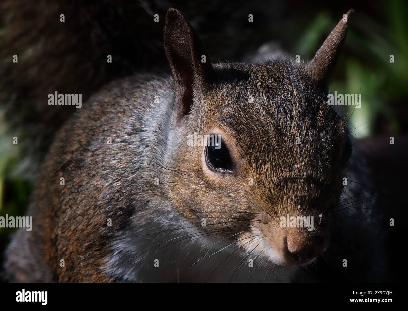 A Grey Squirrel on the backyard deck Stock Photo - Alamy