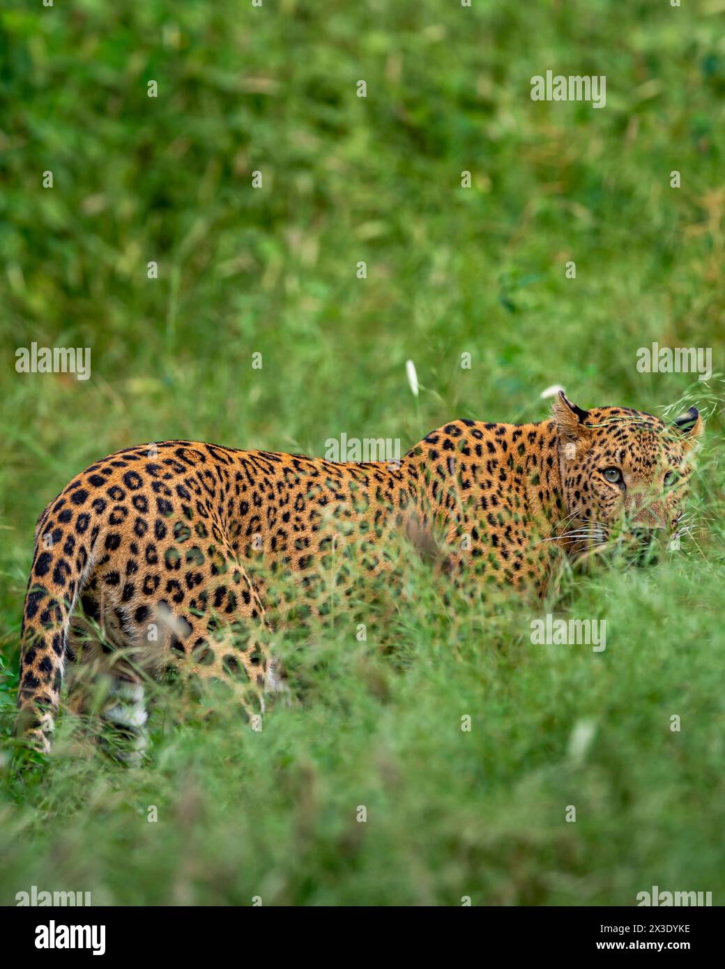 indian wild shy female leopard or panther or panthera pardus head turn ...