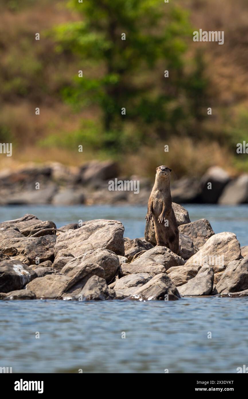 Smooth coated otter or Lutrogale perspicillata standing on two legs ...