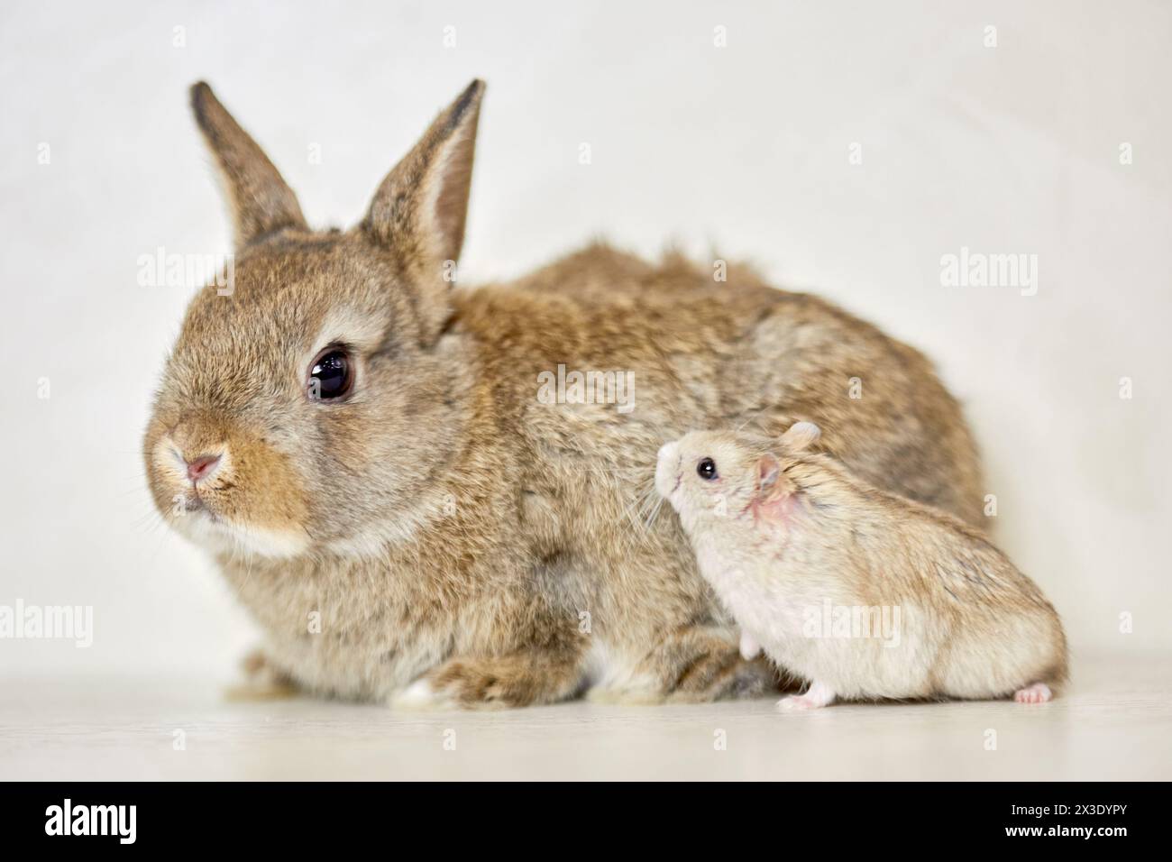 Fluffy golden hamster and pygmy rabbit Stock Photo - Alamy