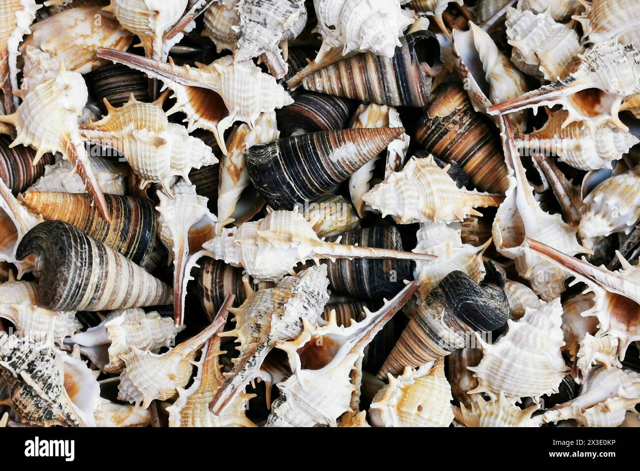 sea shells texture as very nice background Stock Photo - Alamy