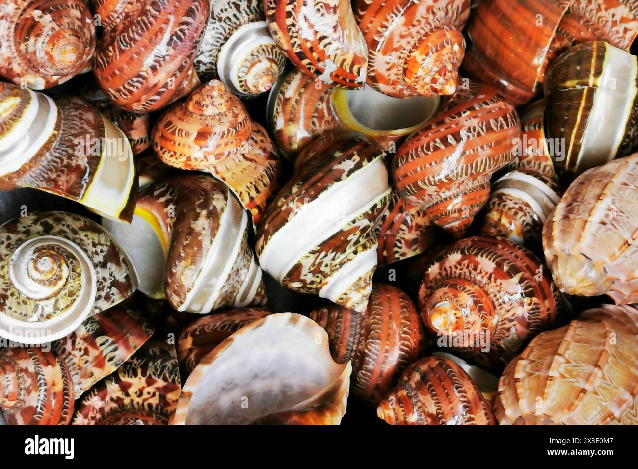 sea shells texture as very nice background Stock Photo - Alamy
