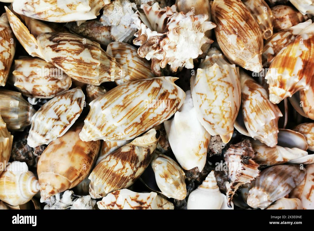 sea shells texture as very nice background Stock Photo - Alamy