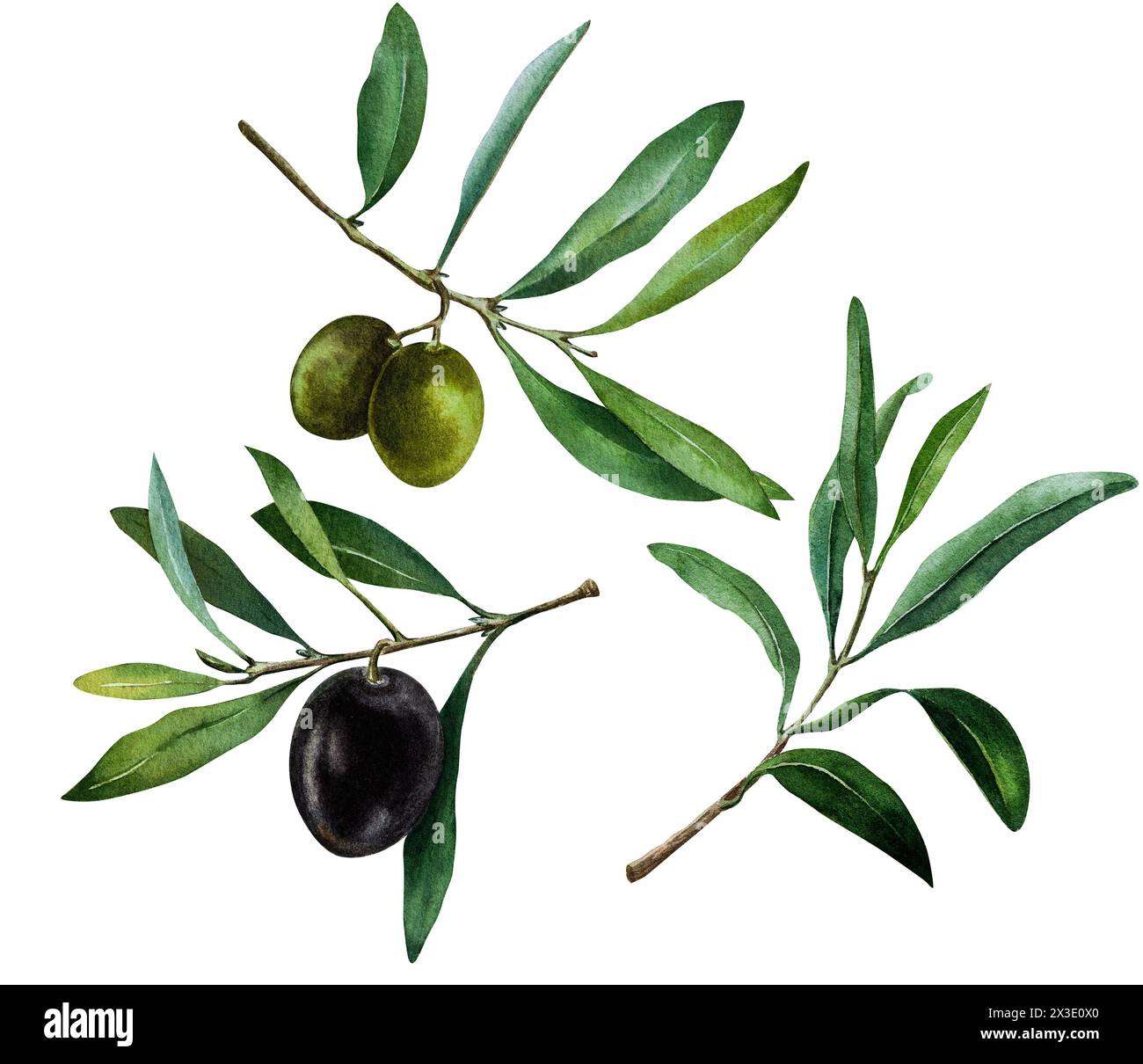 Olive tree branch, leaves and flowers, watercolor illustration ...