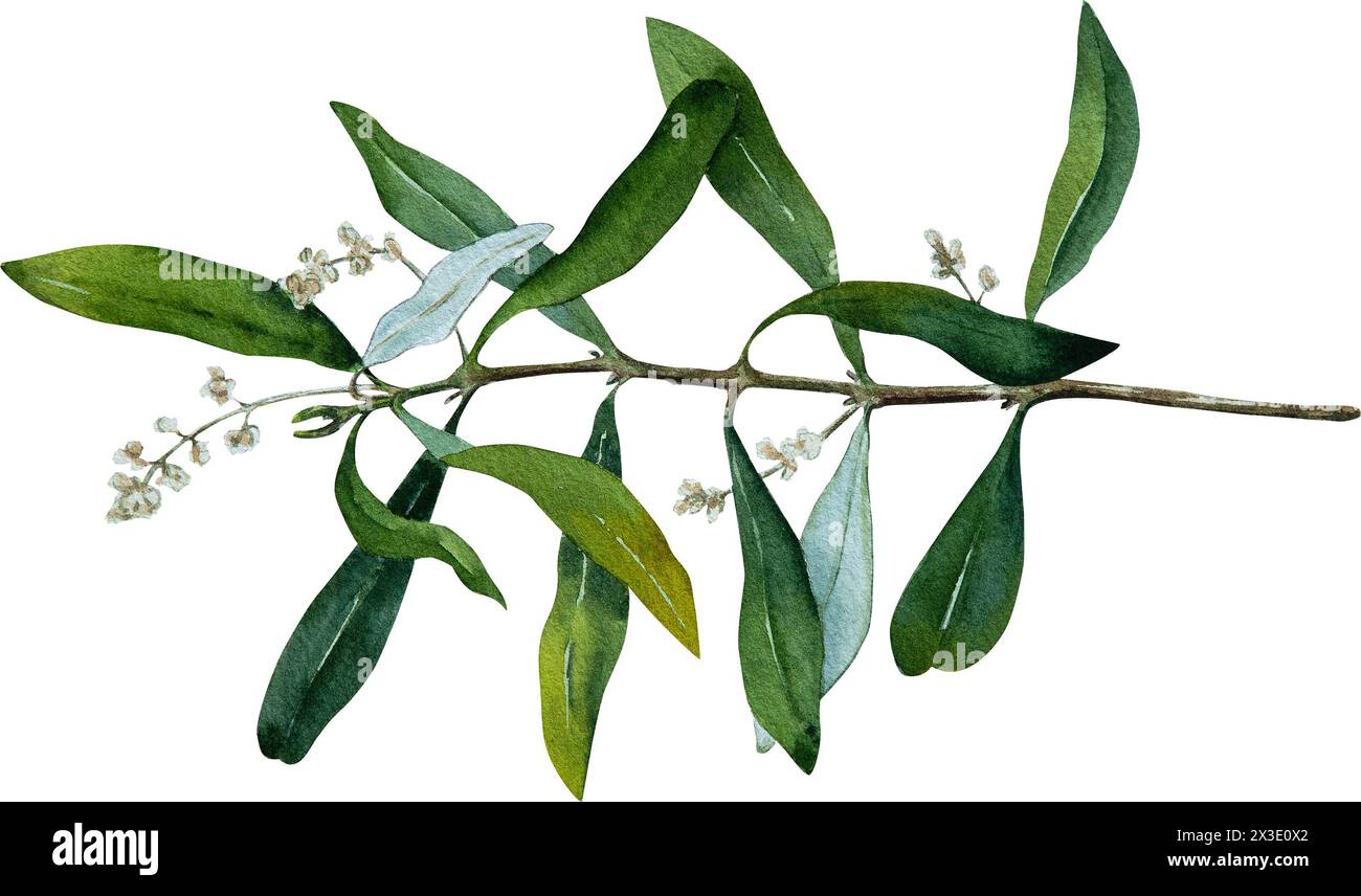 Olive tree branch, leaves and flowers, watercolor illustration ...