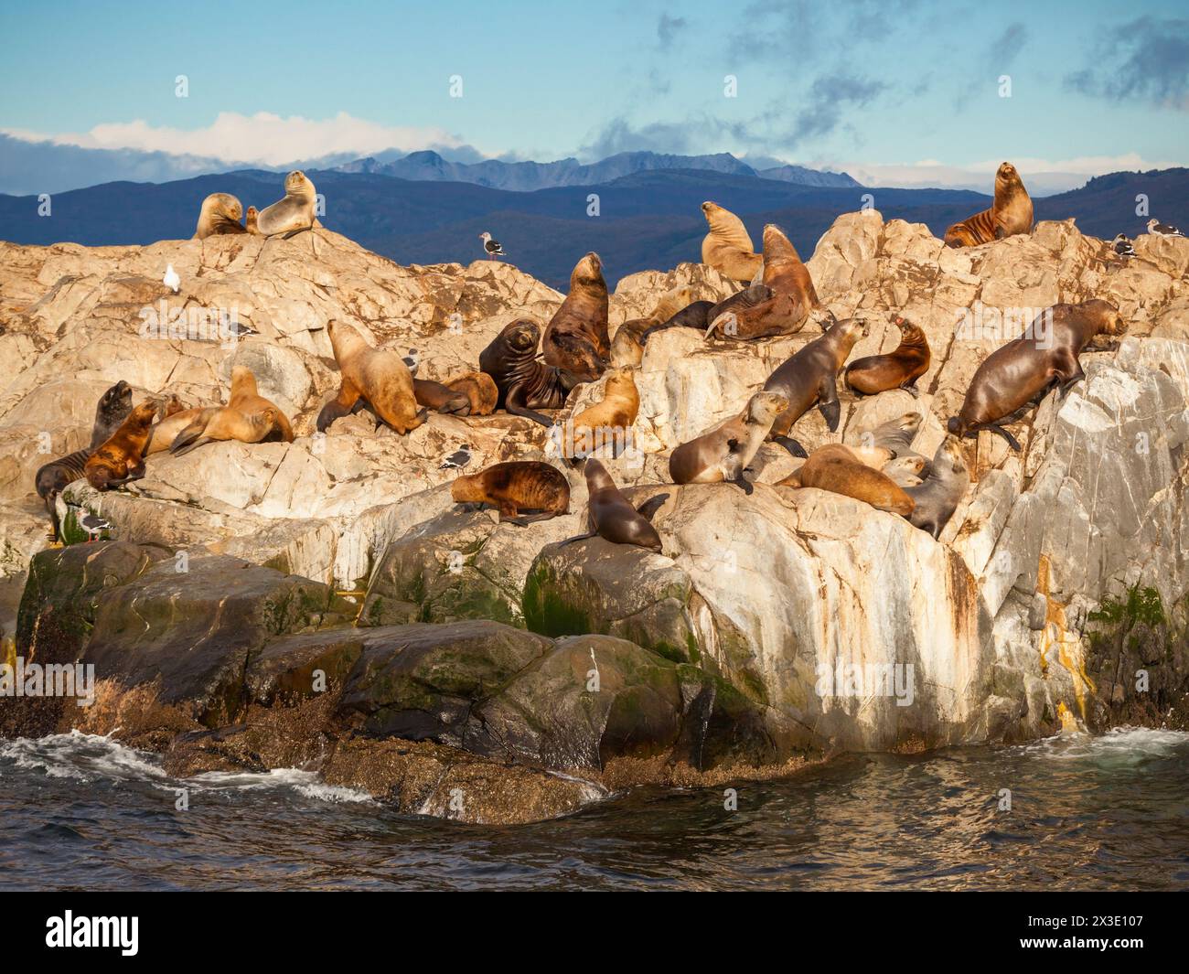 Seal Island in the Beagle Channel near the Ushuaia city. Ushuaia is the ...