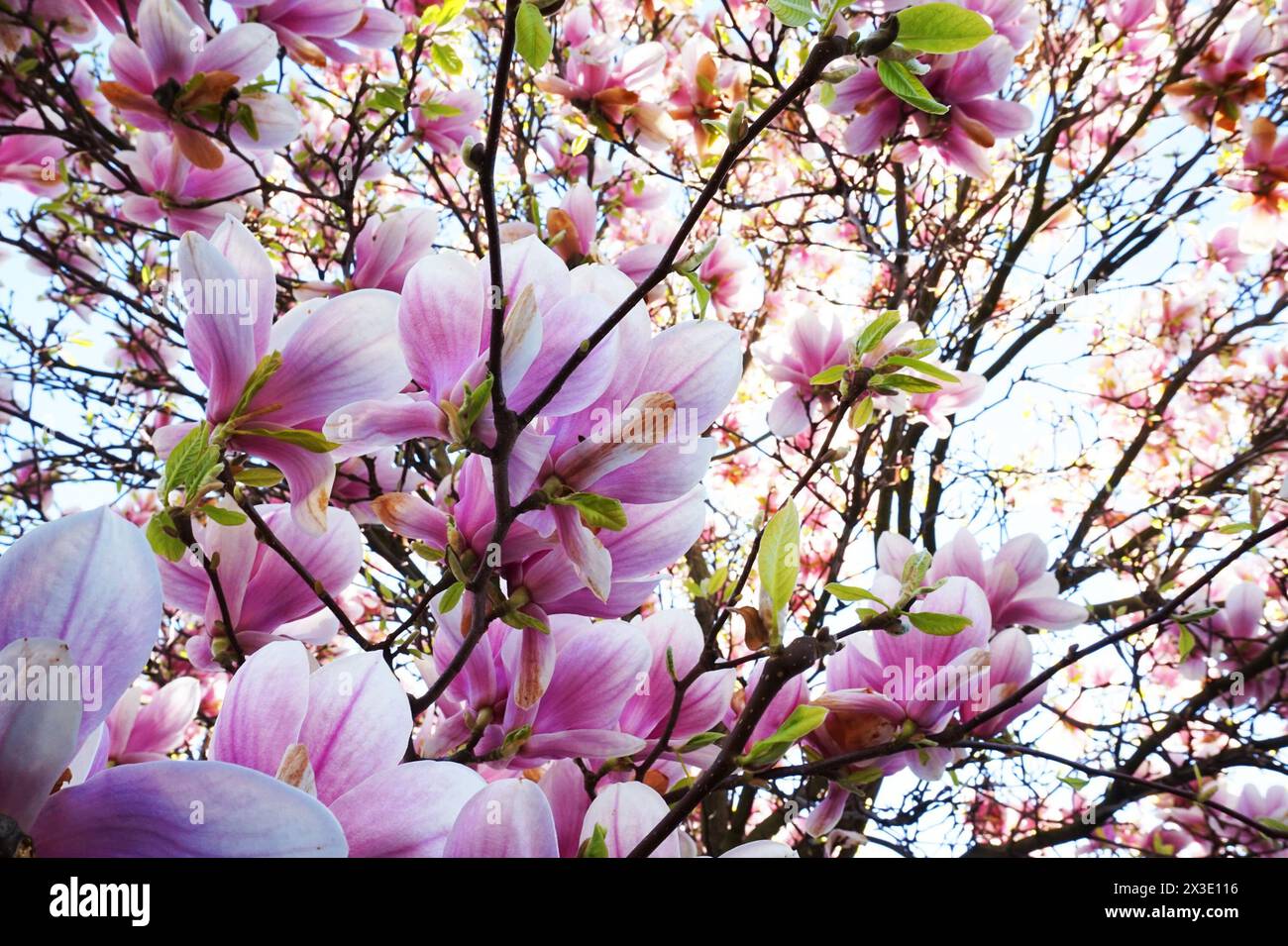 Sweet pink blossoms of magnolia flowers (MAGNOLIA SOULANGEANA PLANT ...