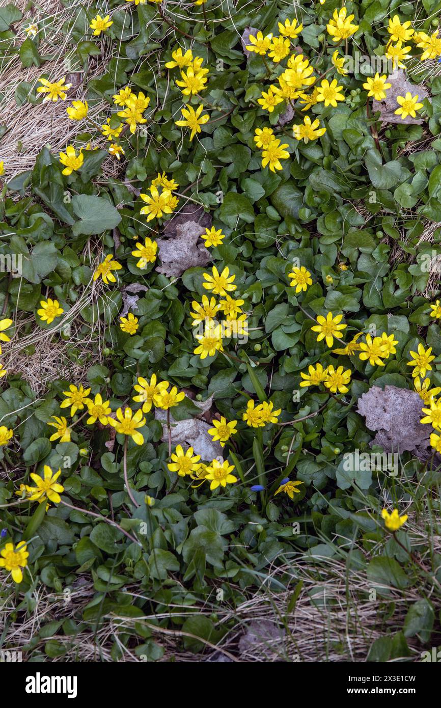 Nature plants celandine hi-res stock photography and images - Alamy