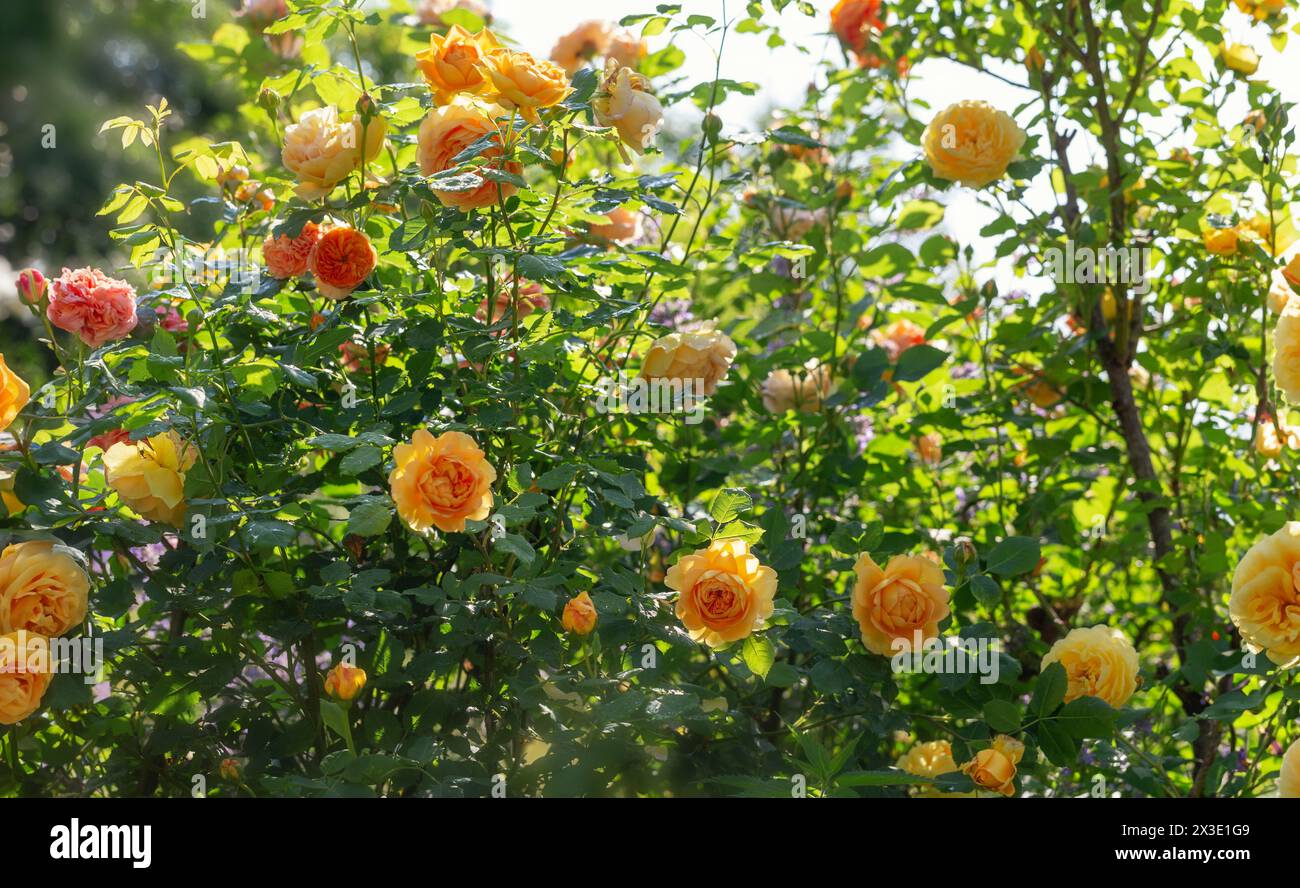 Bushes of yellow roses in the summer garden, English roses, abundant ...