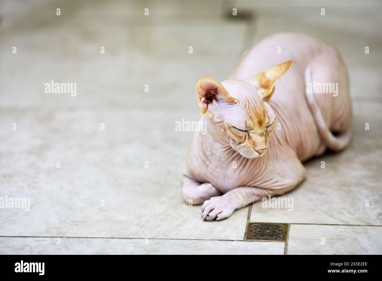 Sphinx cat lies with eyes close on tiled floor, focus on cat face Stock ...