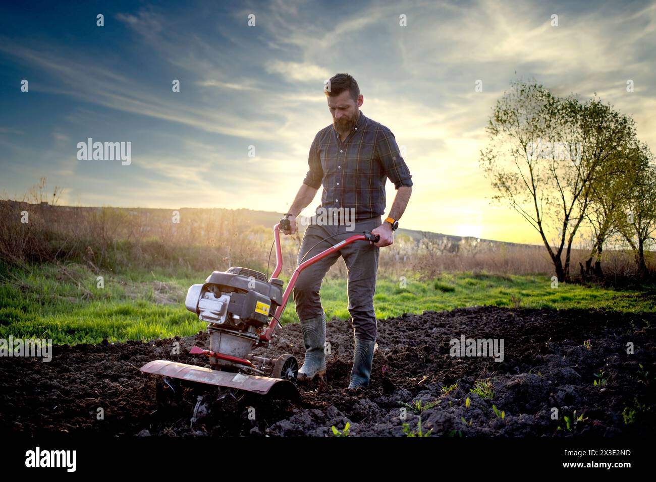 organic farming man ploughs the ground at sunset with a tiller ...