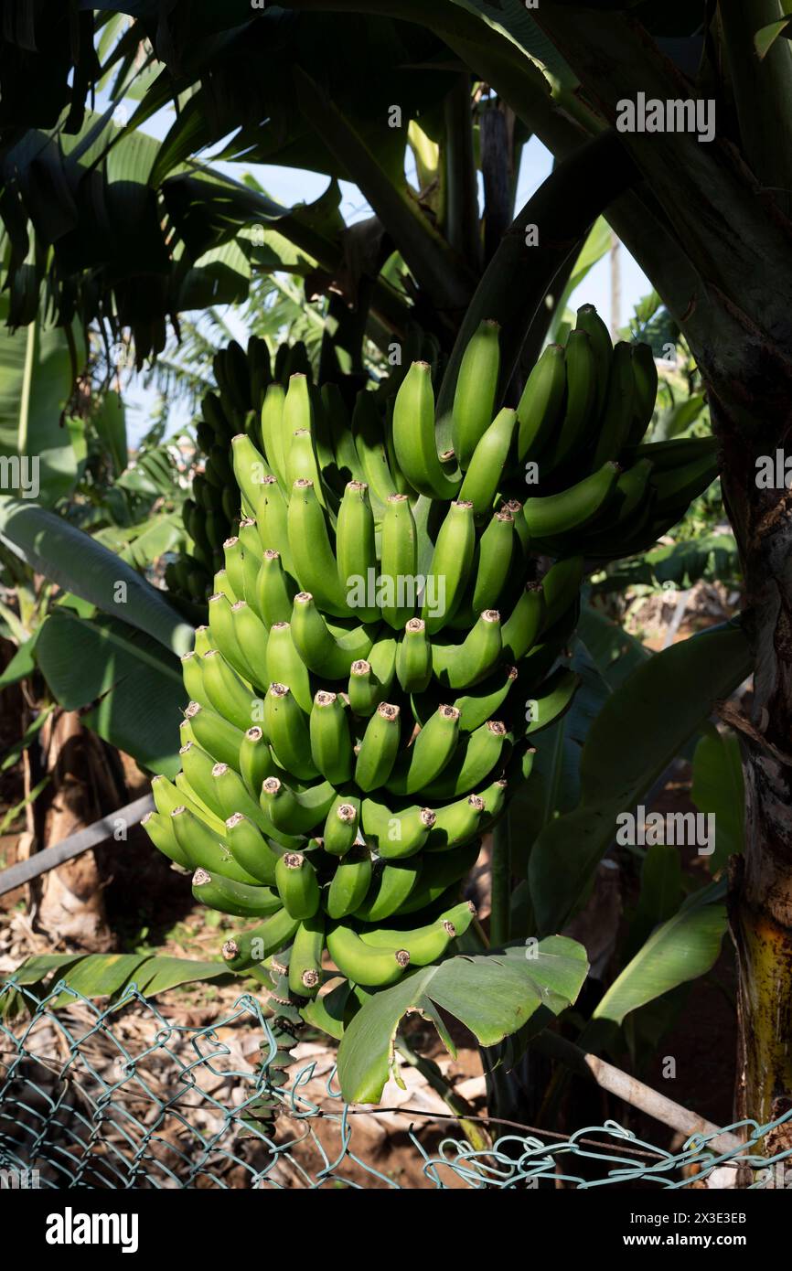 A detail of banana fruit crops growing abundantly in the fertile soils ...