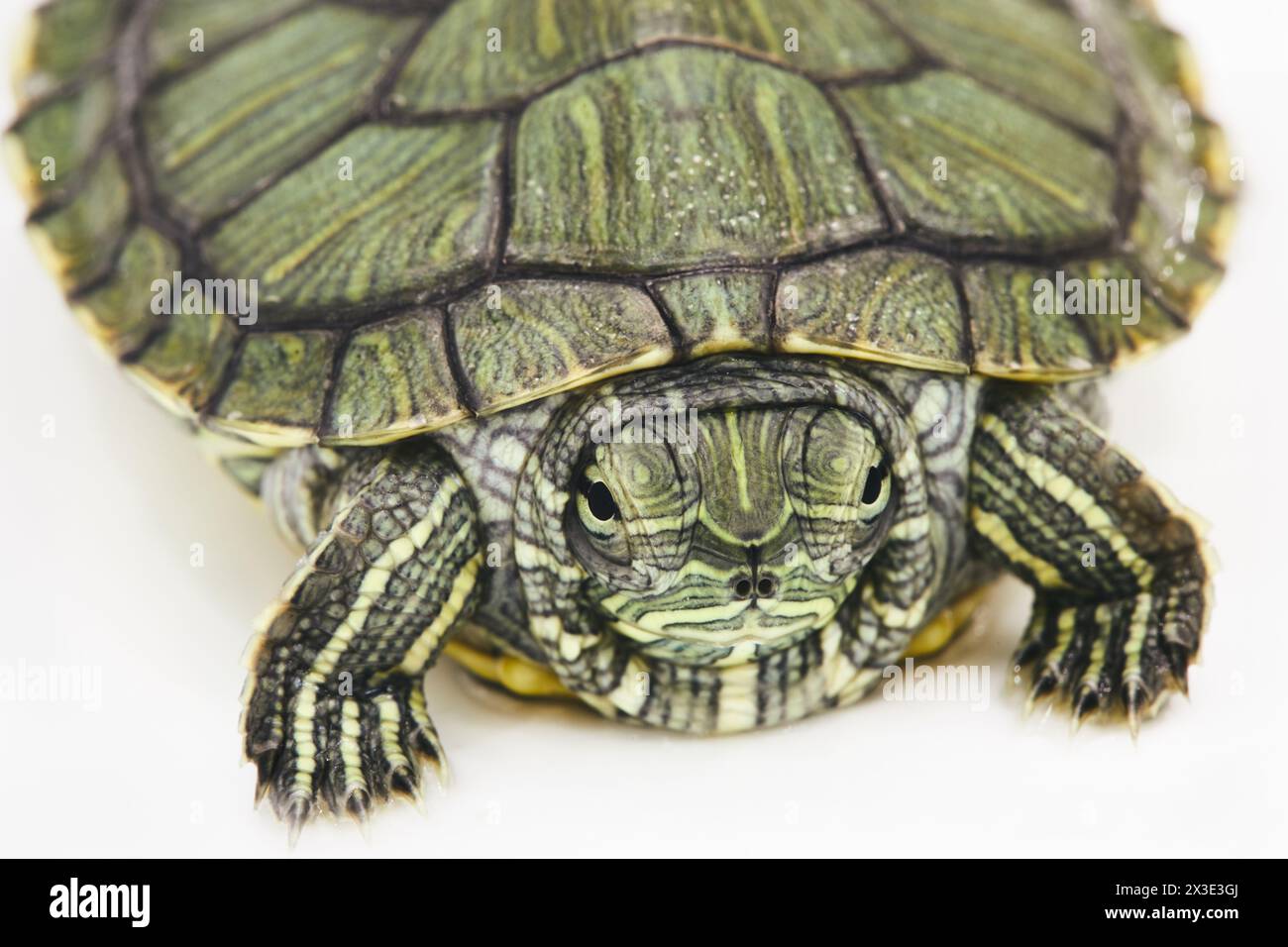 Red-eared turtle on white surface, shallow dof, focus on muzzle Stock ...
