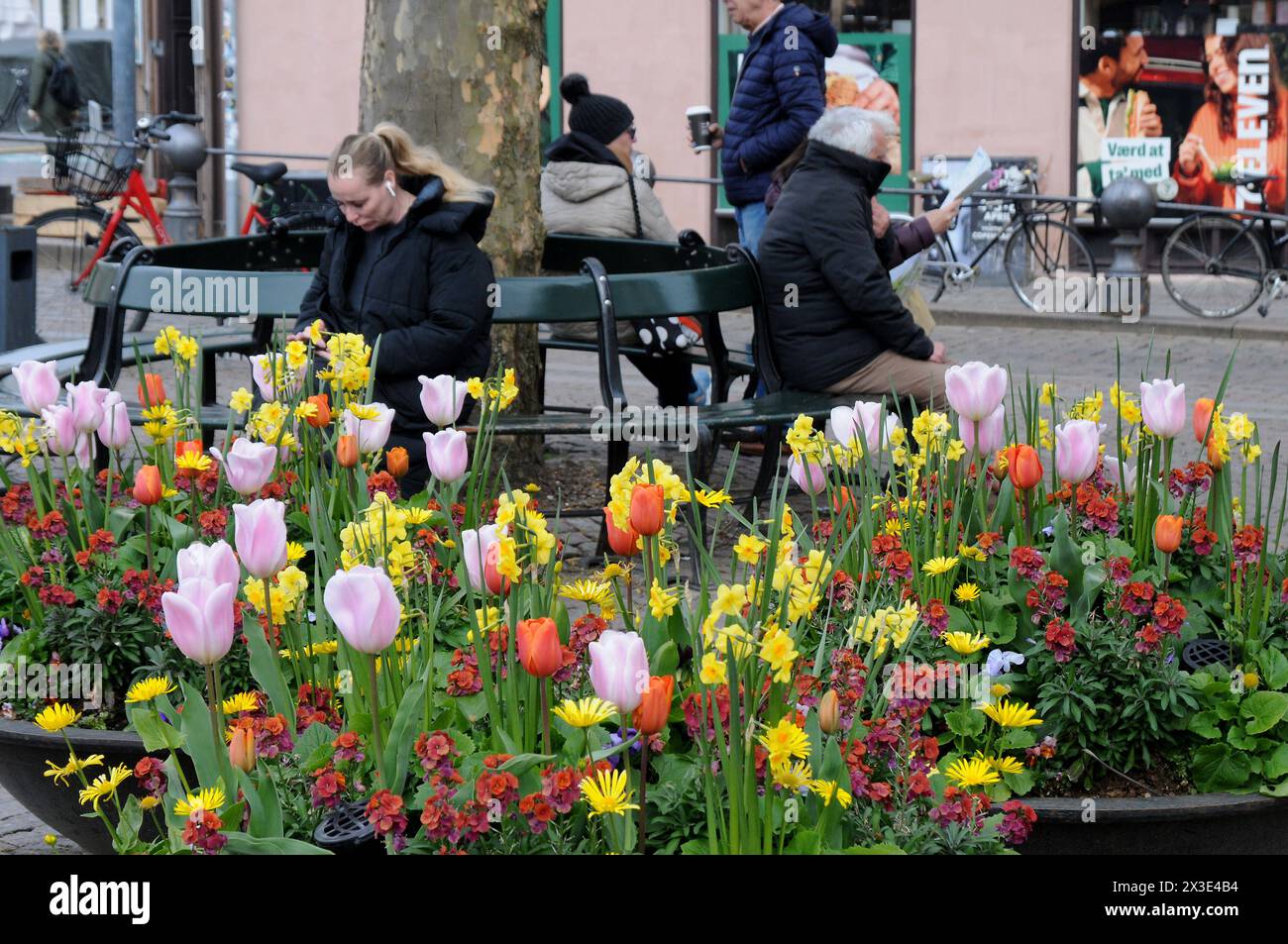 Copenhagen, Denmark /26 APRIL 2024/ONLY FOR EDITORIAL USETulips flowers ...