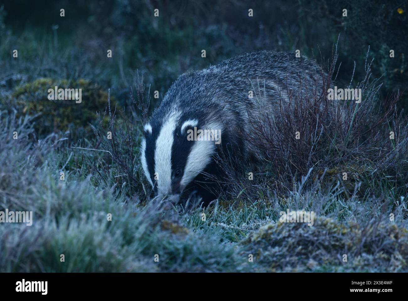 European Badger (Meles meles) snuffling Westleton Heath Suffolk April ...
